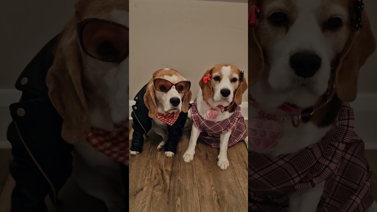 So God Made Beagles—Watch This Clip