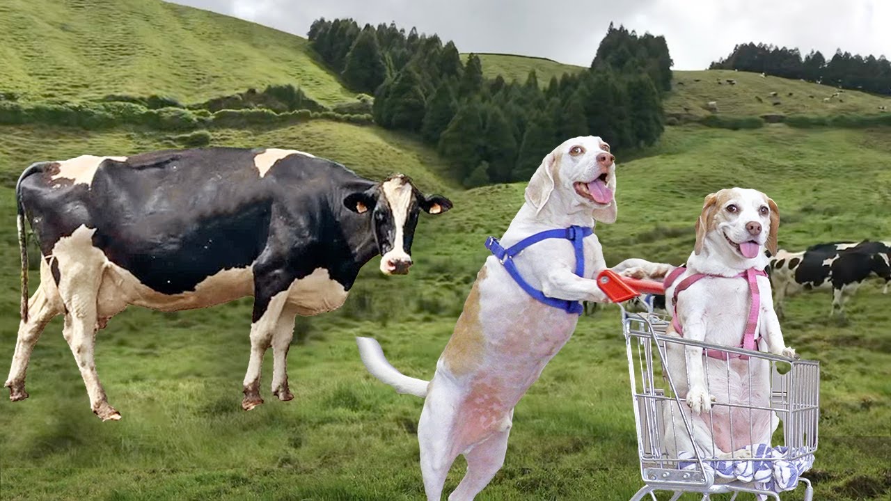 Dog pushes dog in shopping cart epic world trip funny Maymo