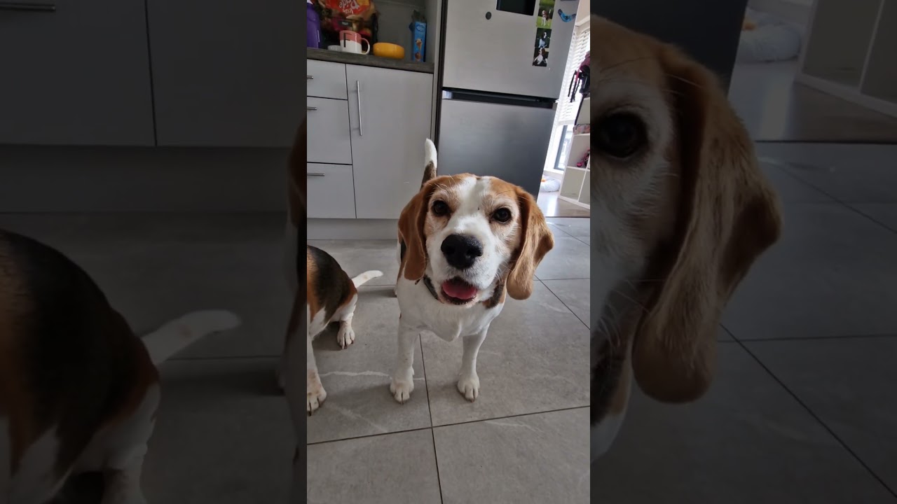 Beagle owners' logic always leads to funny situations