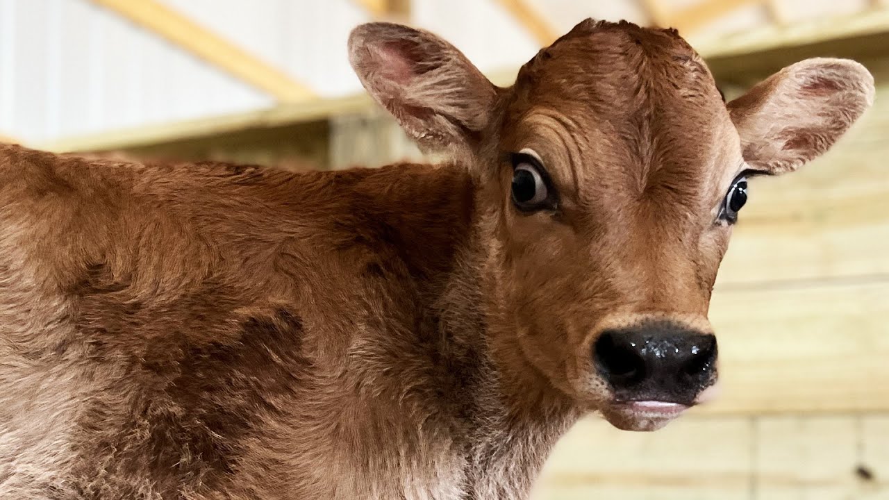 Building a small farm from scratch in six months