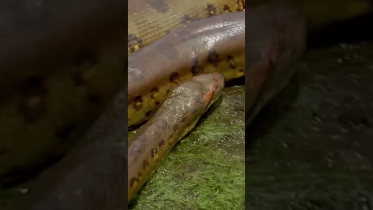 How to protect yourself during an anaconda attack