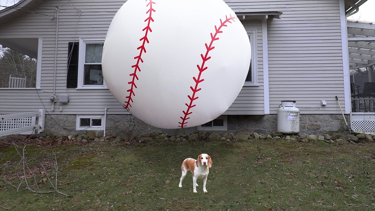 Puppy beagle faces giant baseball in backyard surprise