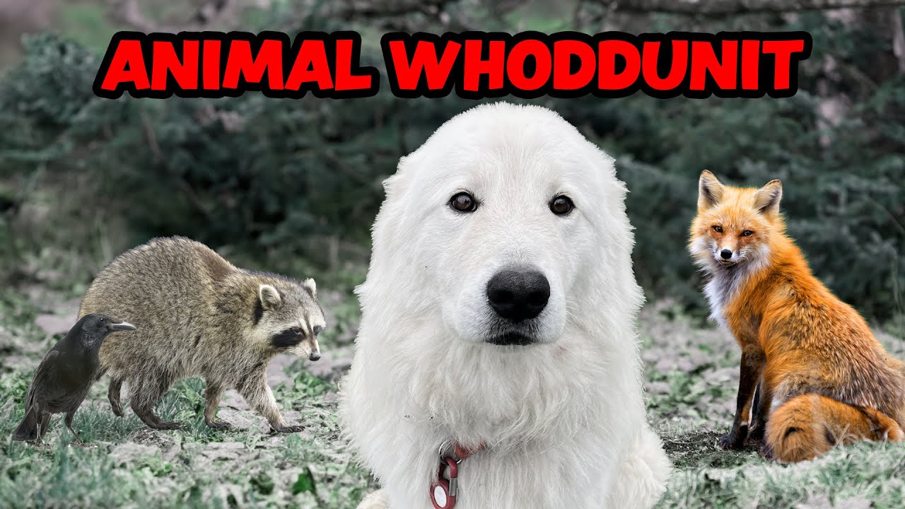 How the animals are stealing my duck eggs