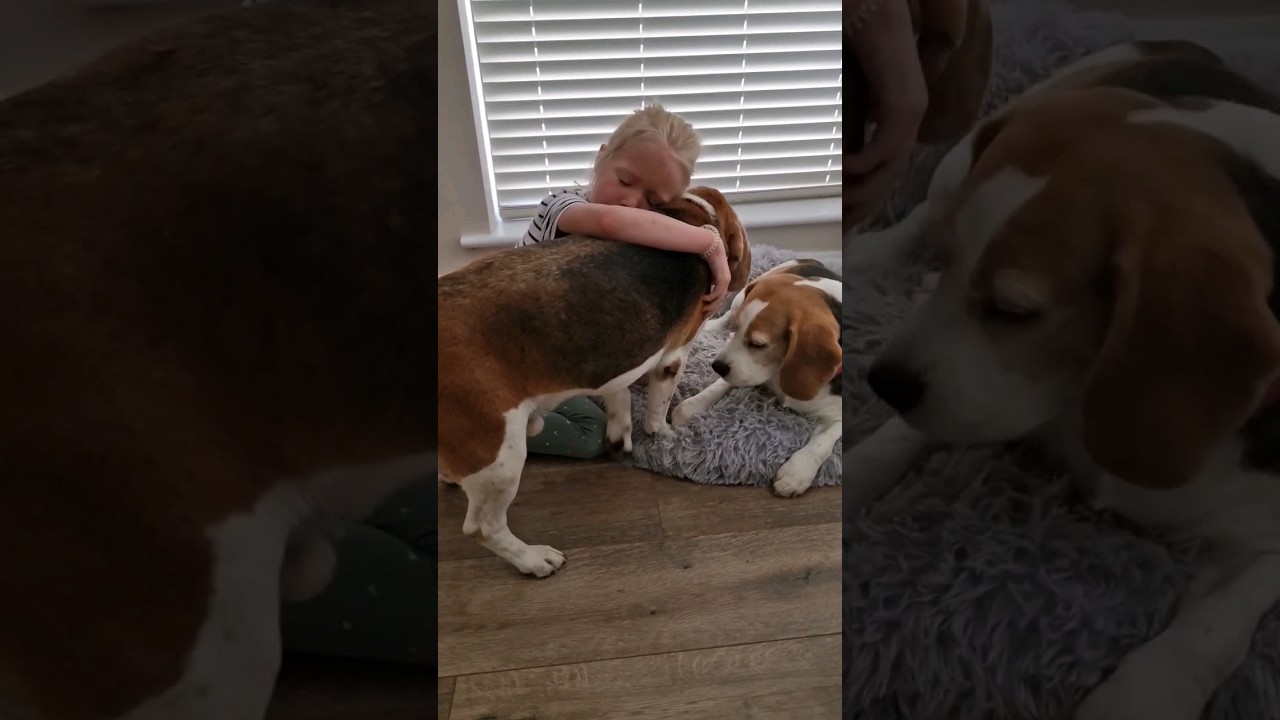 Secret to Happiness: Beagle Love