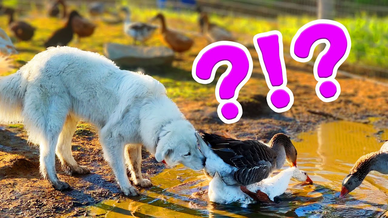 Teaching a dog about the birds and the bees