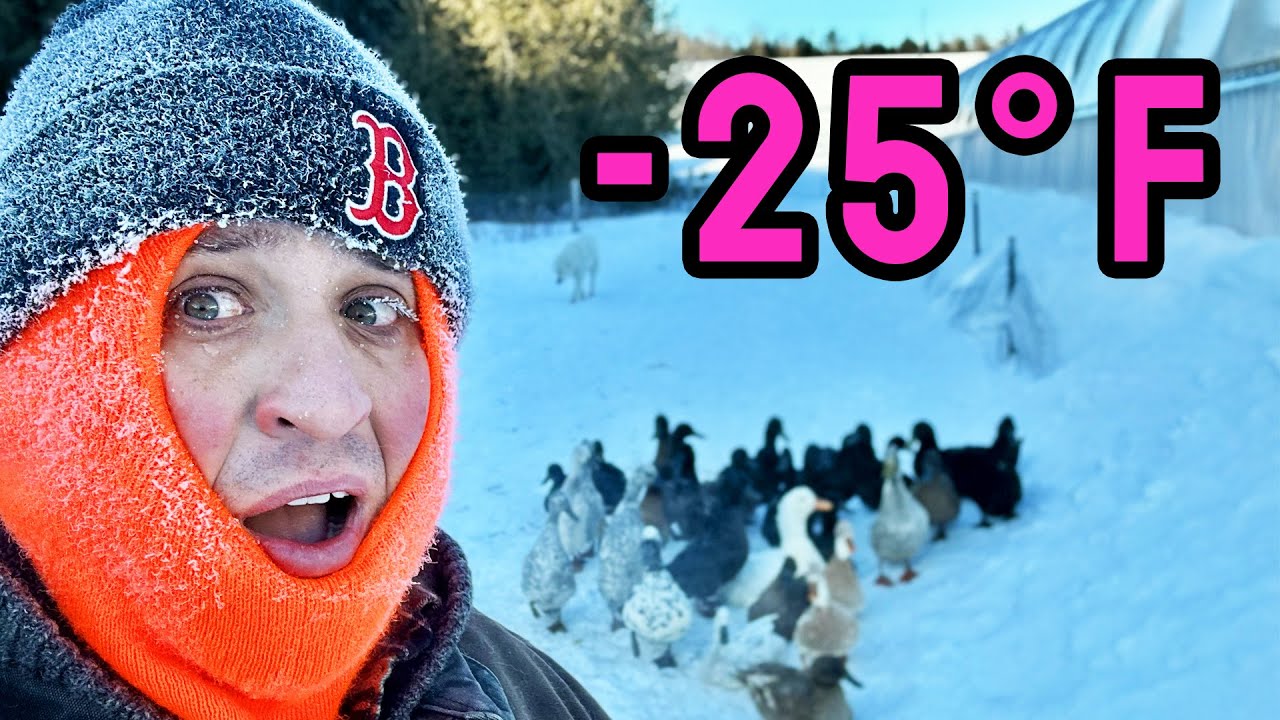 What happens when an extreme cold hits the farm hard