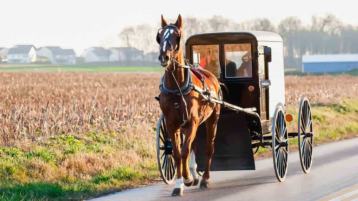 10 Foods Amish Farmers Make Better Than Anyone Else