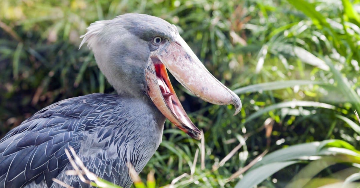 11 Modern-Day Birds That Look More Like Dinosaurs
