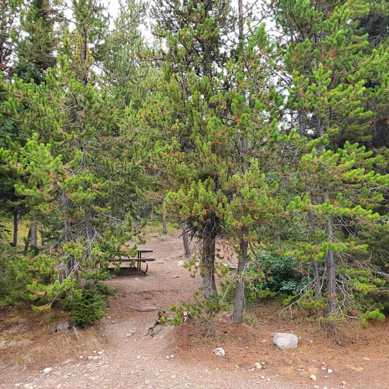 Lewis Lake Campground - Yellowstone National Park