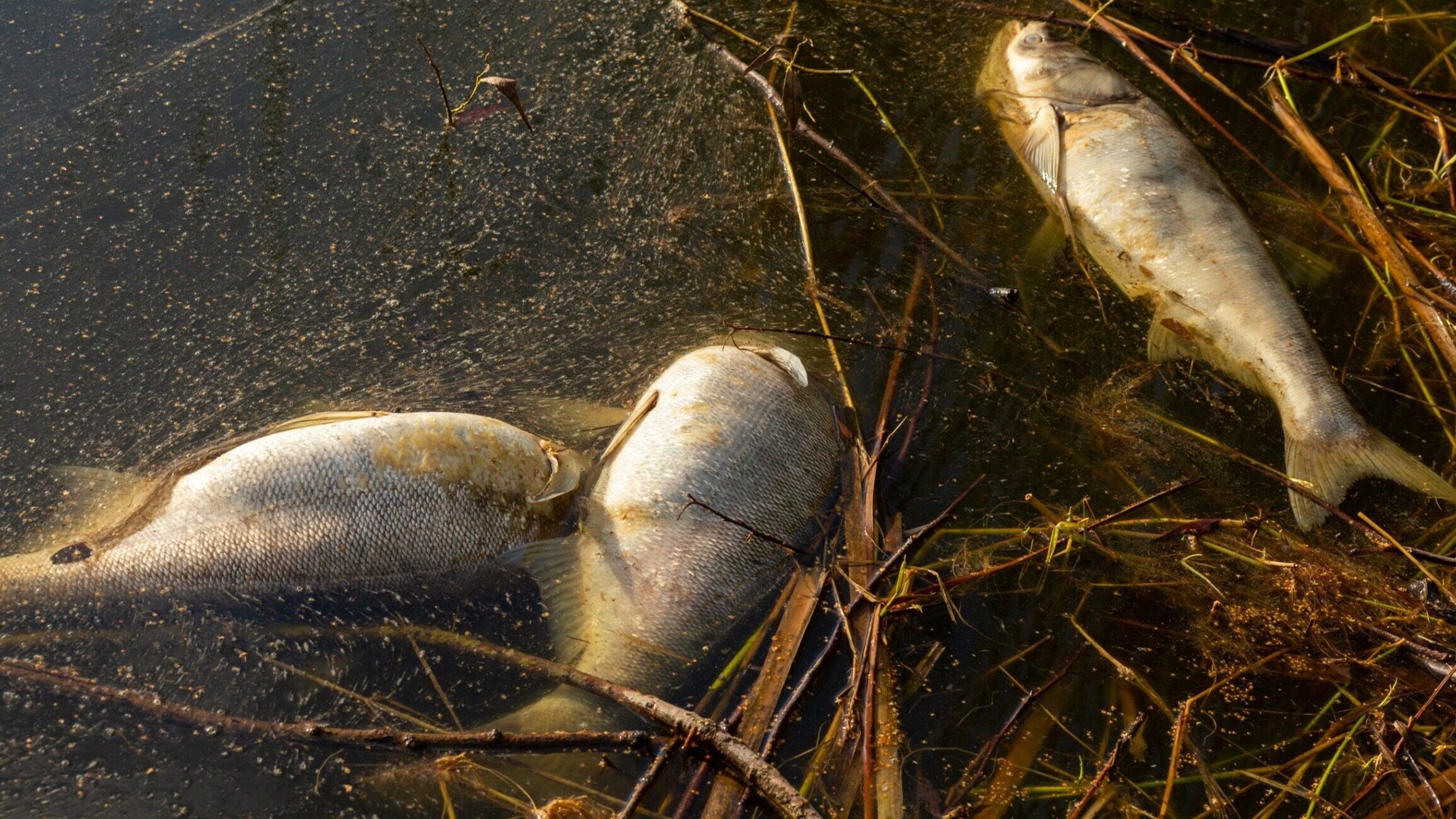 100 kg śniętych ryb w nowym miejscu. Wszystkiemu winne złote algi?
