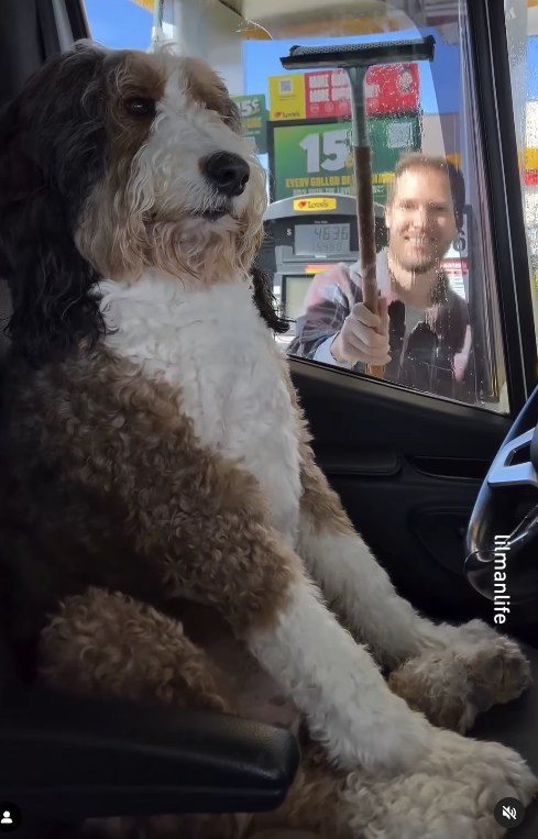 Meet the 11 Largest Doodle Breeds on the Planet