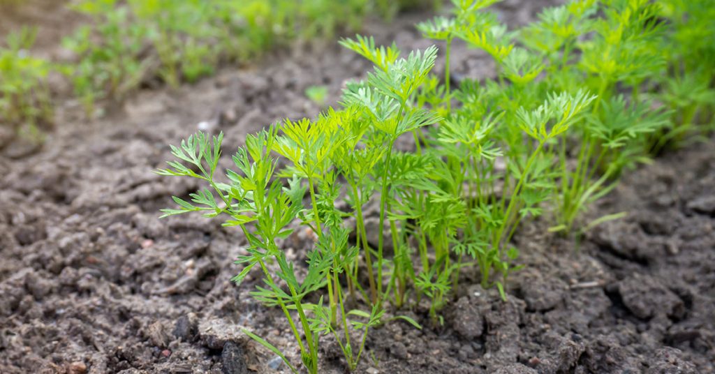12 Gardening Tips For Growing Your Own Fennel