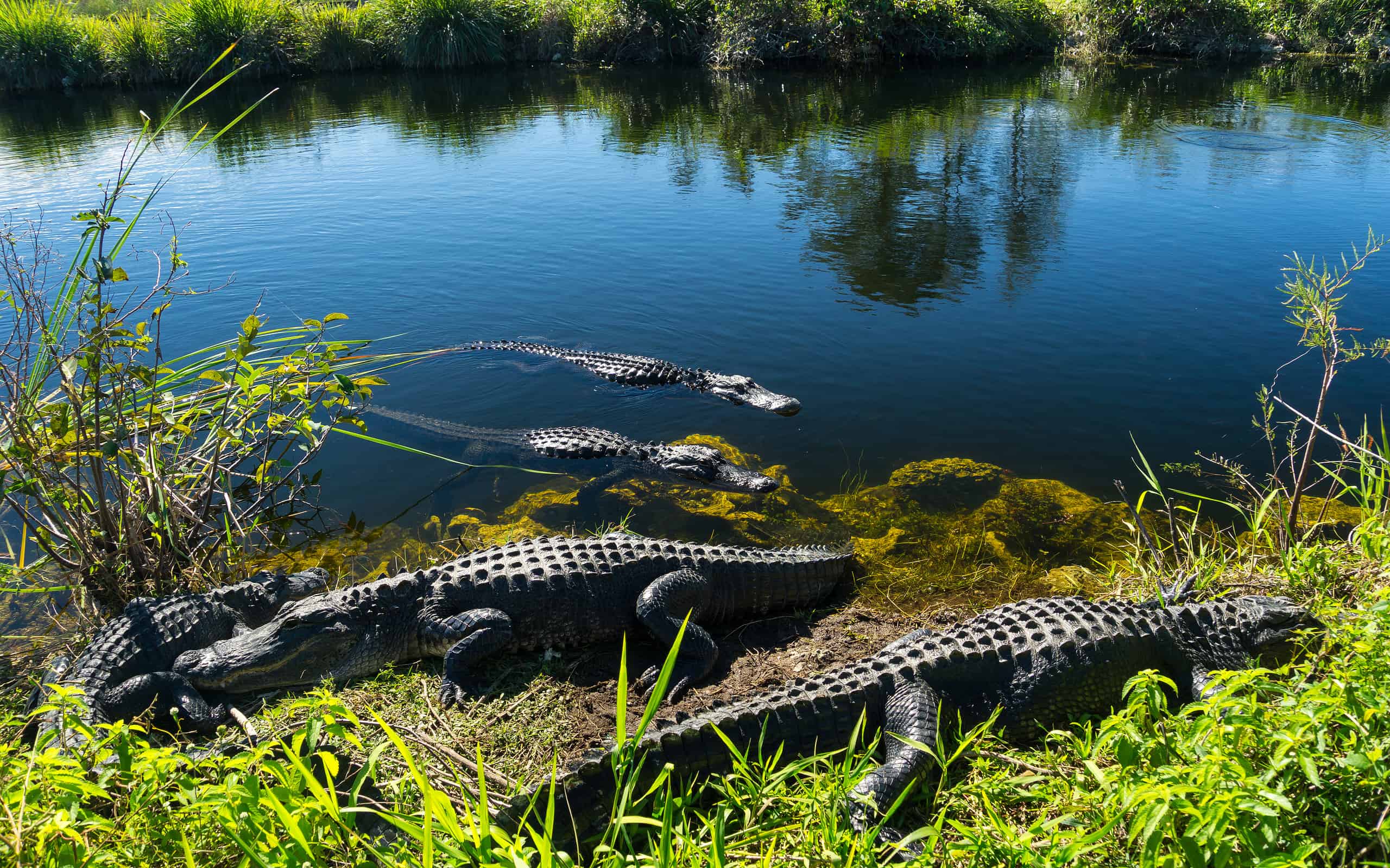 The Top 5 Most Alligator-Infested Rivers in Florida
