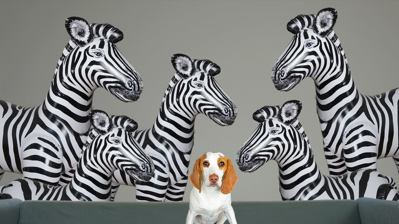 How Will This Puppy React to a Herd of Zebras? Cute Puppy Dog Indie ...