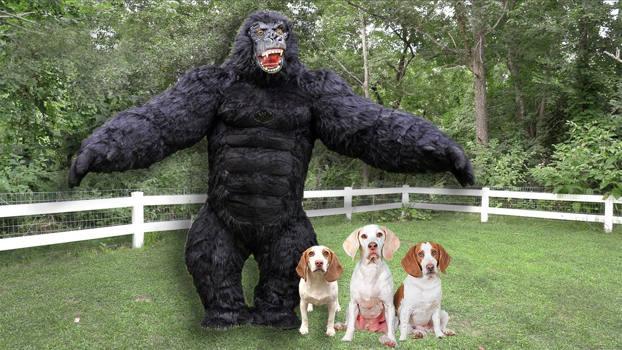 Dogs Take on Giant Gorilla in Backyard Safari