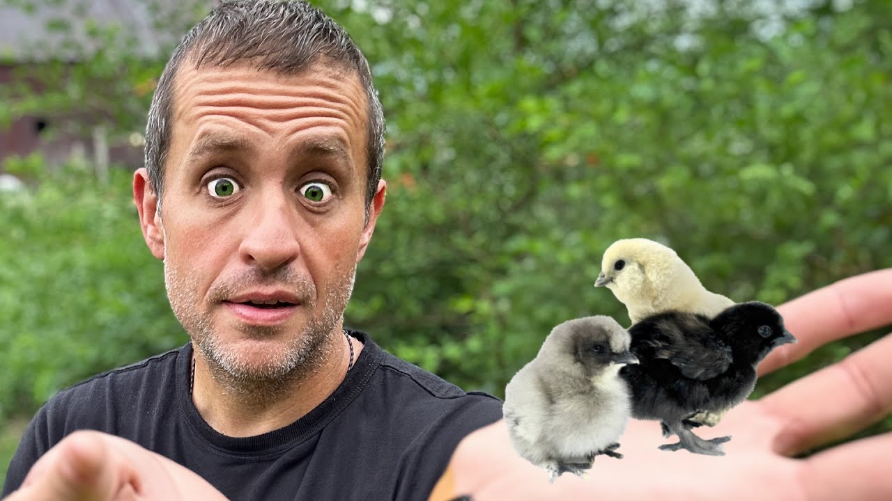 Hatching new unusual chickens excites Gold Shaw Farm team