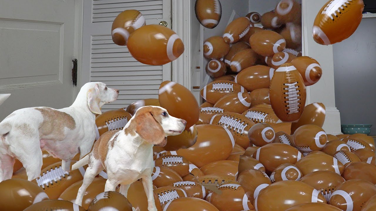 Dogs Surprised with Footballs‚ Maymo & Friends Get Hundreds of Balls ...