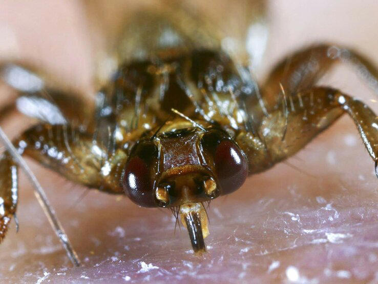 "Fliegende Zecken": Hirschlausfliegen sind blutgierige Sommergäste