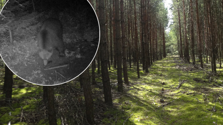 Pilne ostrzeżenie dla turystów: niedźwiedź w Małopolsce. Pilne ostrzeżenie dla turystów: niedźwiedź w Małopolsce.