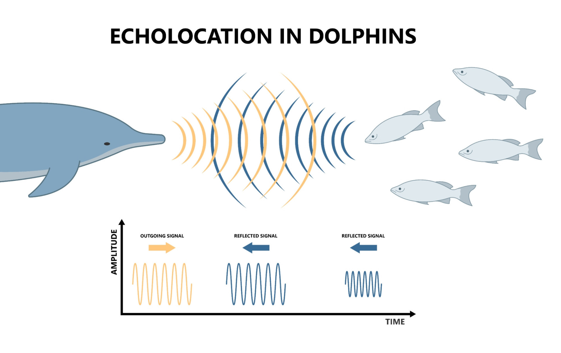 Which animals navigate by sound?