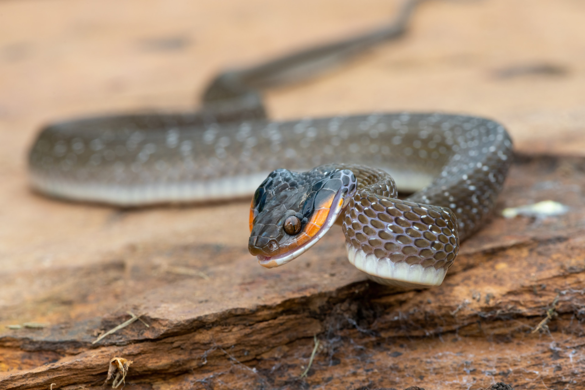 The most common dreams by country (and what they mean)