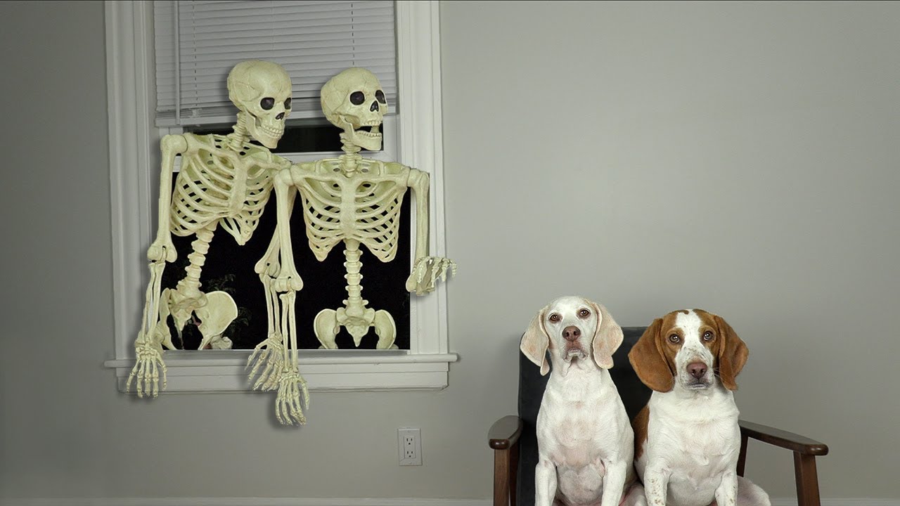 Dogs stay calm during skeleton invasion for Halloween fun