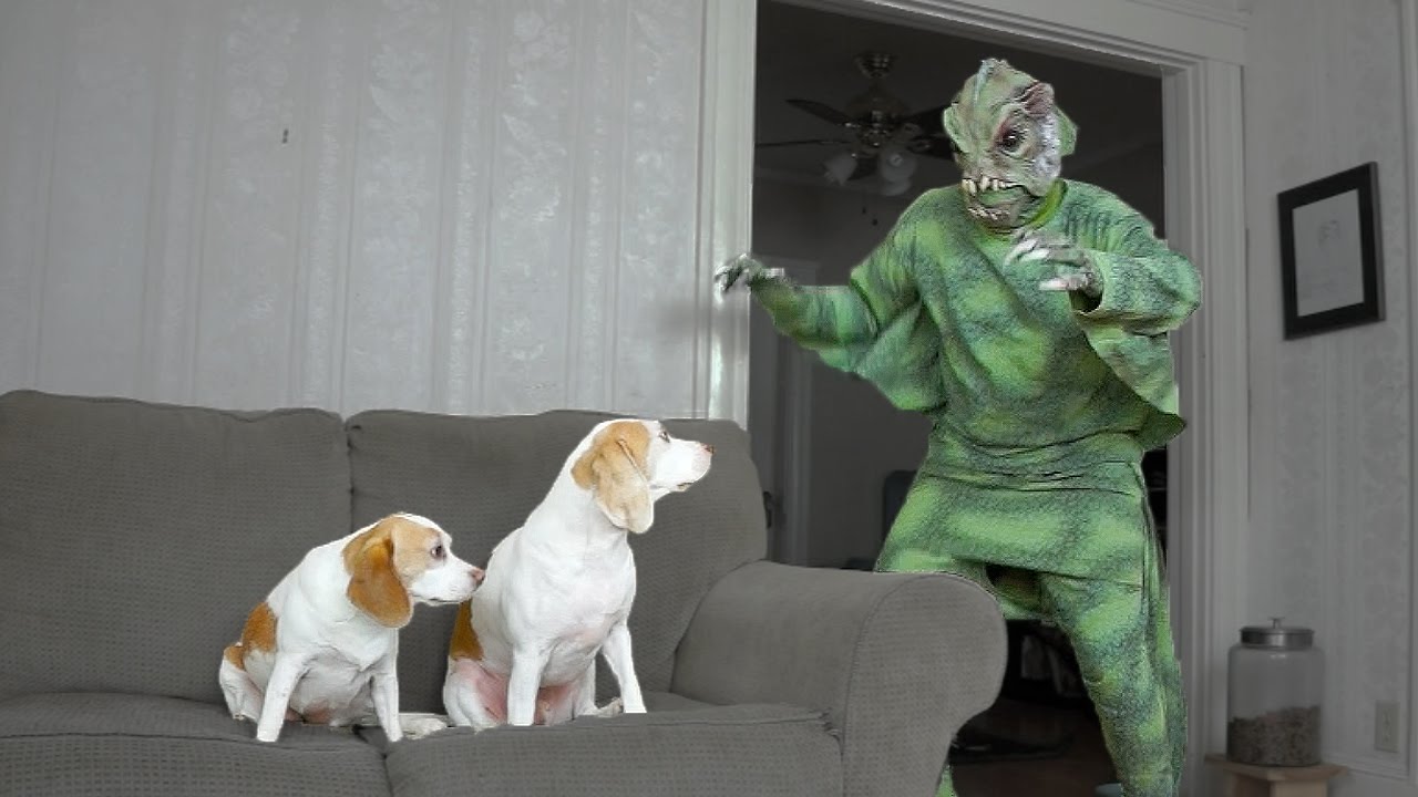 Dogs Play With Swamp Creature in the Backyard