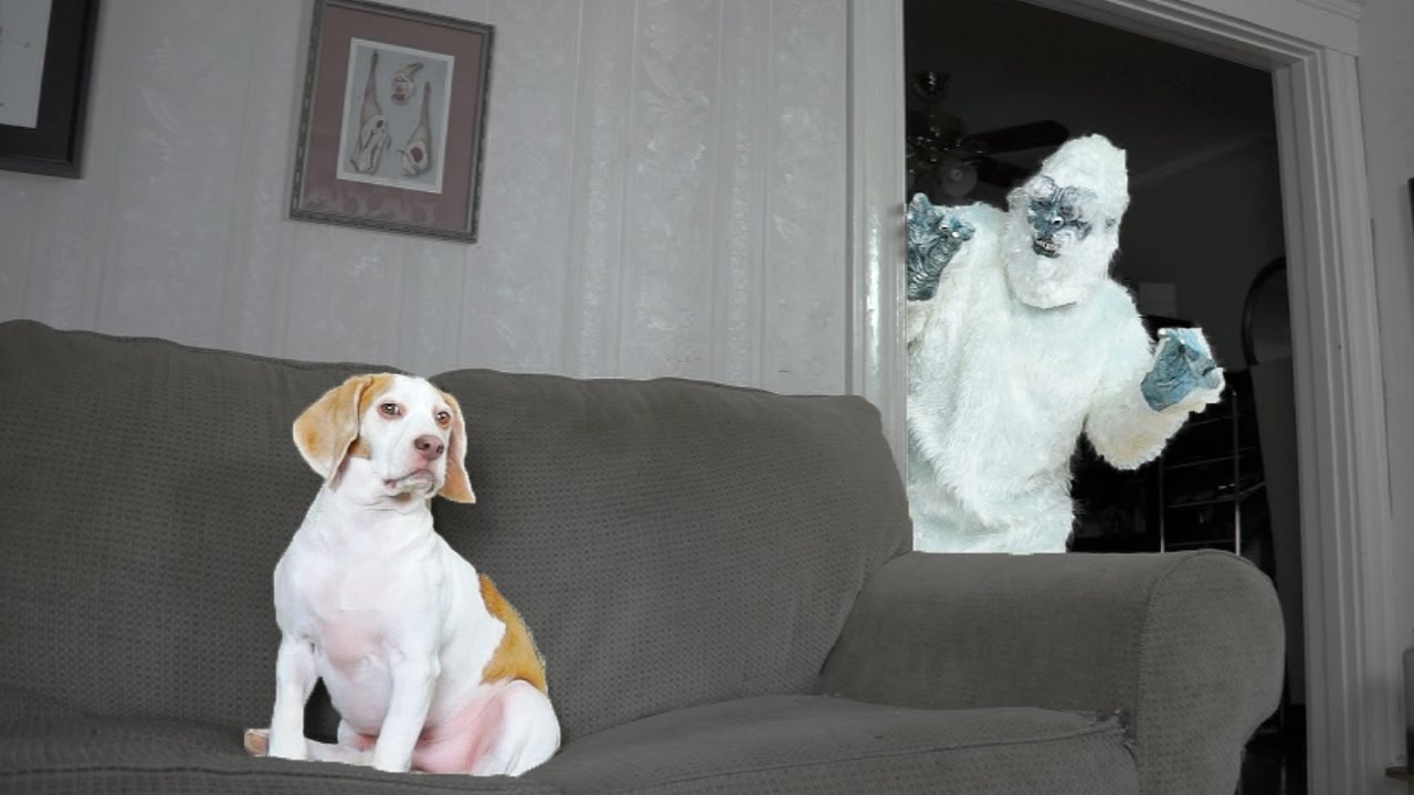 Beagle dog surprised by yeti prank in funny reaction