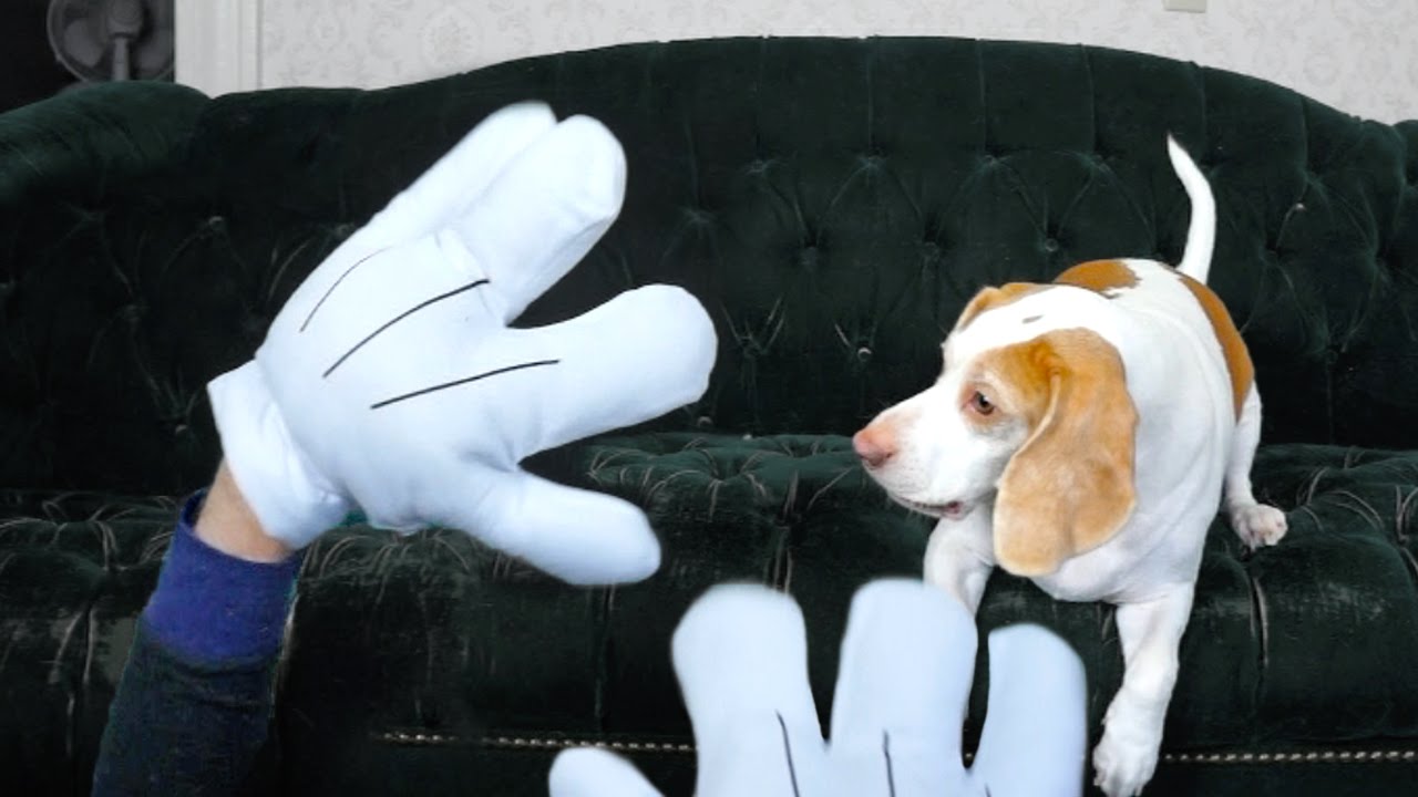 Giant cartoon hands interrupt a dog’s peaceful afternoon