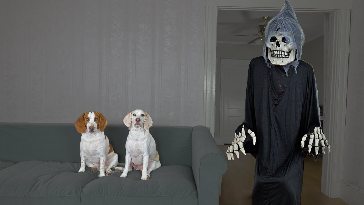 Dogs chase Grim Reaper out of house in hilarious prank