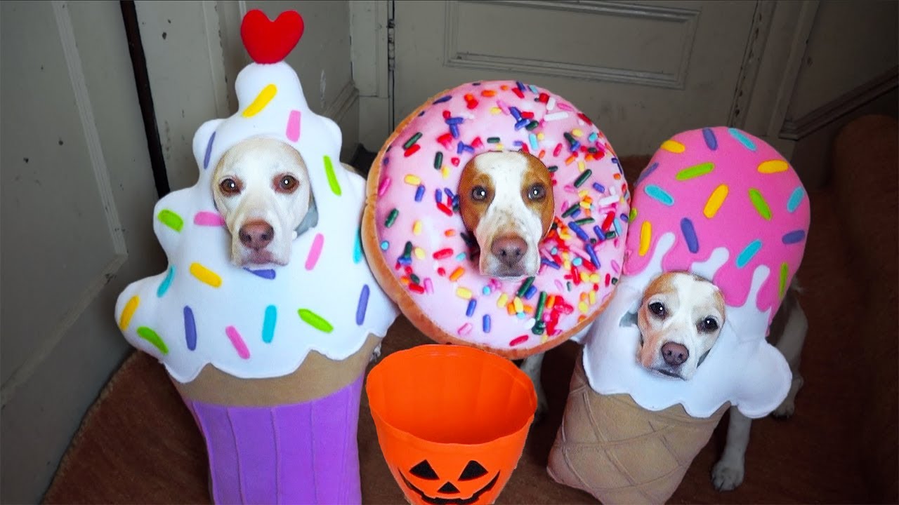 Dogs show off best Halloween costumes in fun compilation