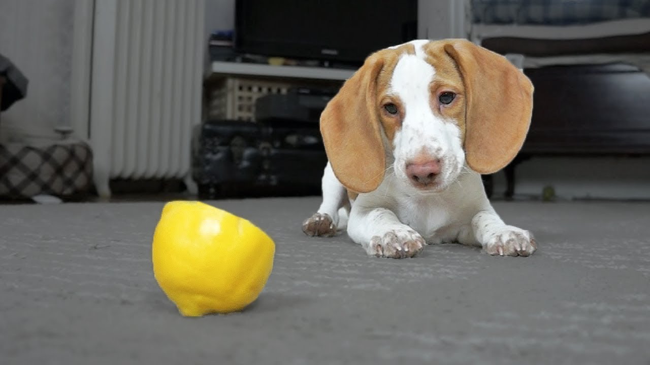 Puppy investigates a lemon in hilarious curiosity