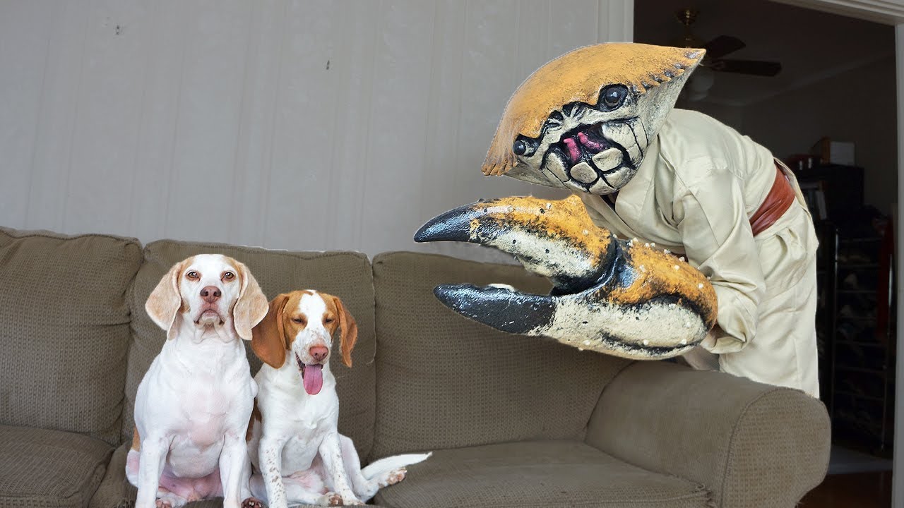Laugh-Out-Loud Reactions: Dogs Hilariously Confront a Crabby Intruder!