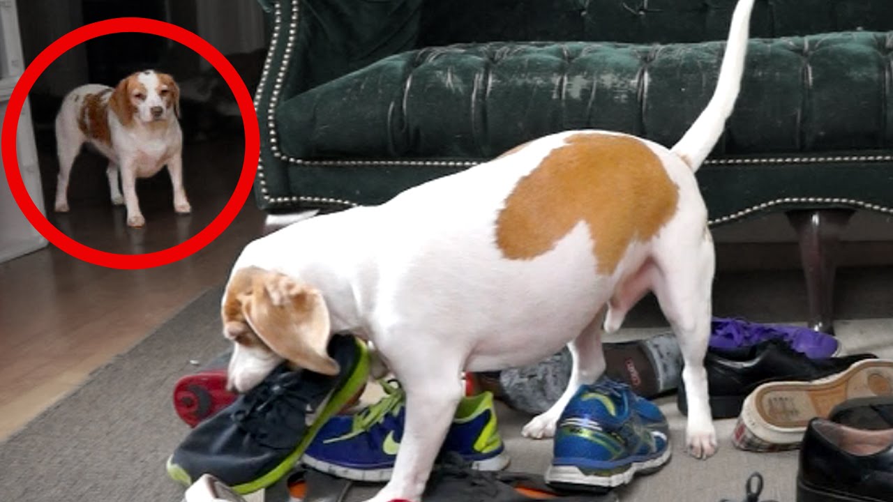 One dog quietly lurks while chaos unfolds nearby