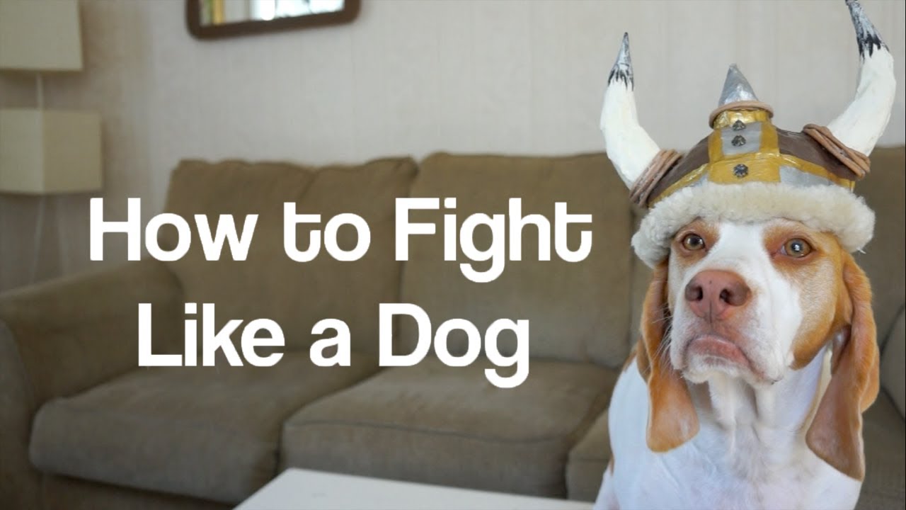 Puppies show how to play fight in silly duel