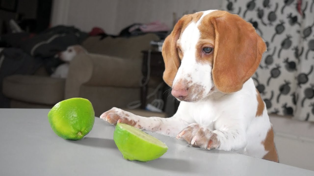 Cute puppy vs. limes