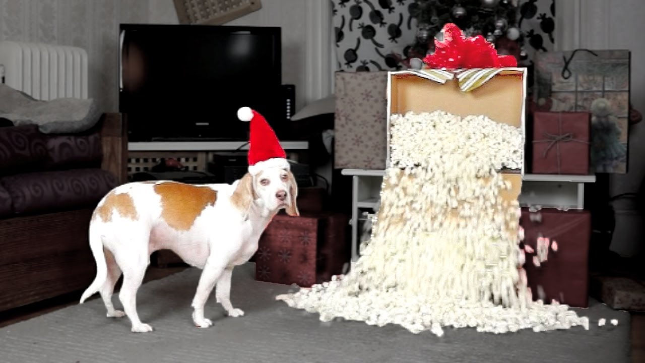 A dog is delighted by a popcorn fountain surprise