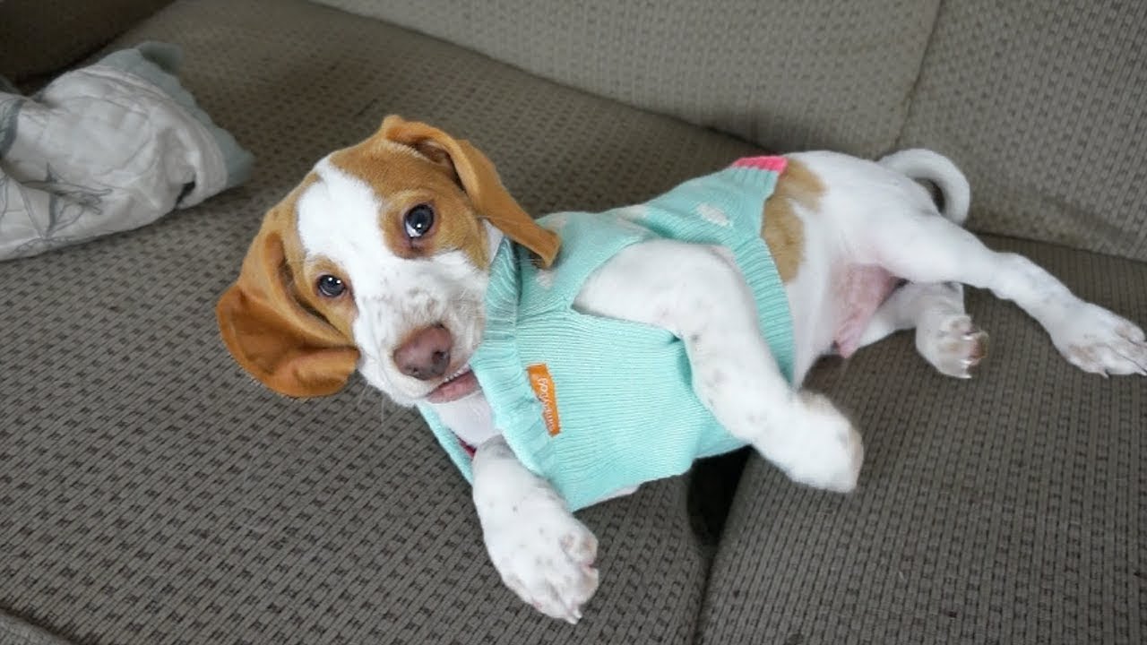 Puppy hates wearing ugly Christmas sweater