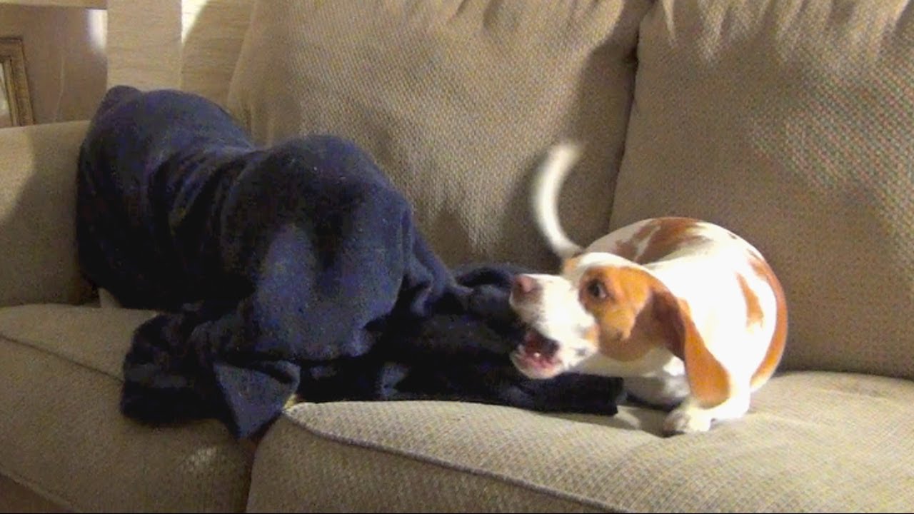 Dog and beagle puppy battle it out on their family's couch
