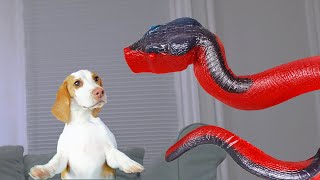 Dog Saves Puppy From Giant Snake Invasion