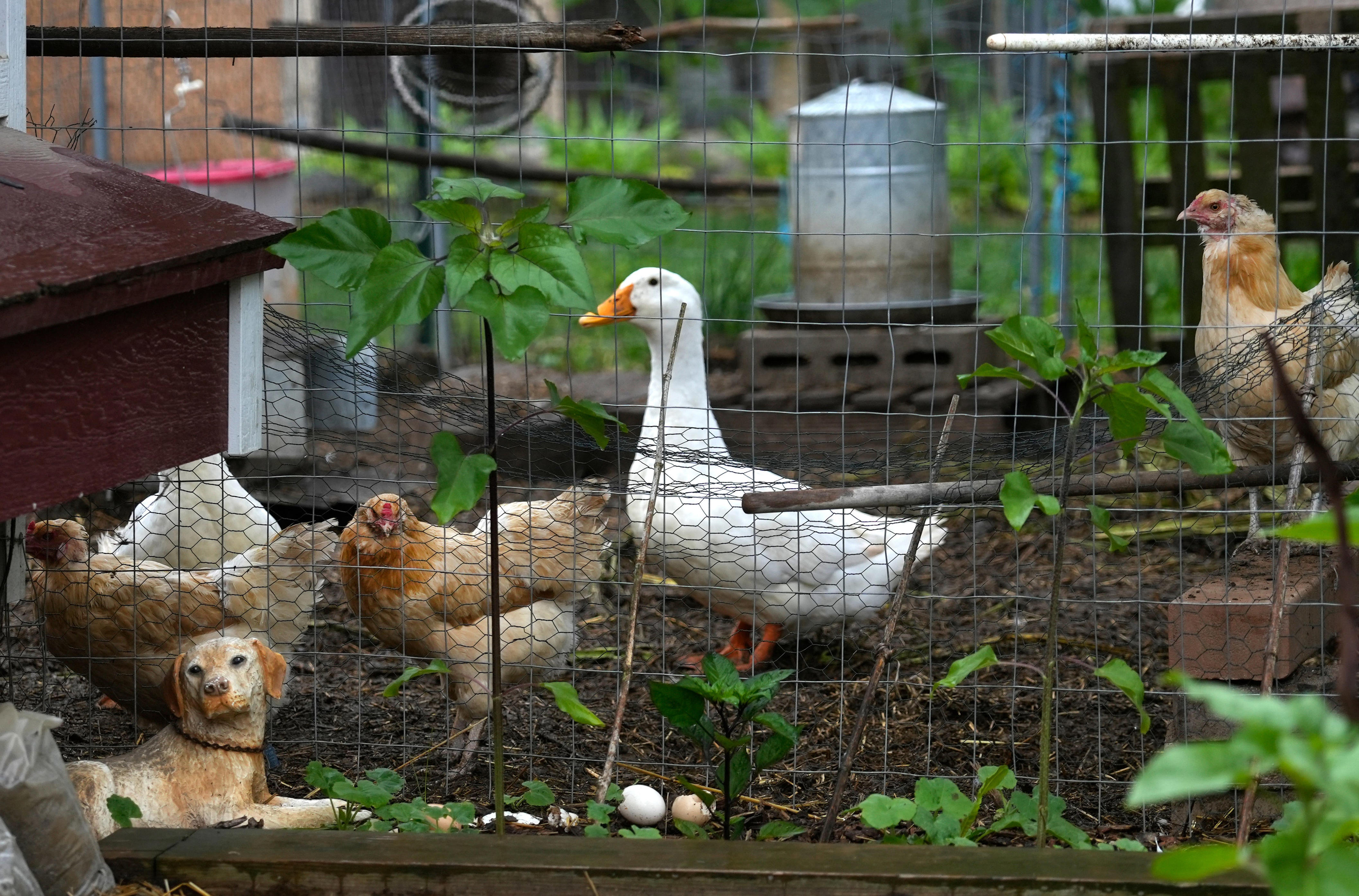 Bird flu infection reported in Dallas County — the fifth case in Iowa ...