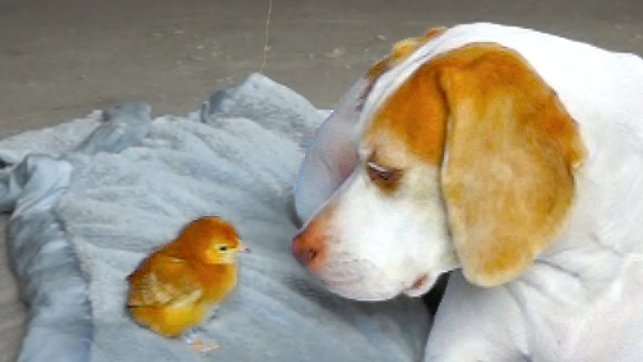 A gentle dog forms an unexpected bond with a baby chick