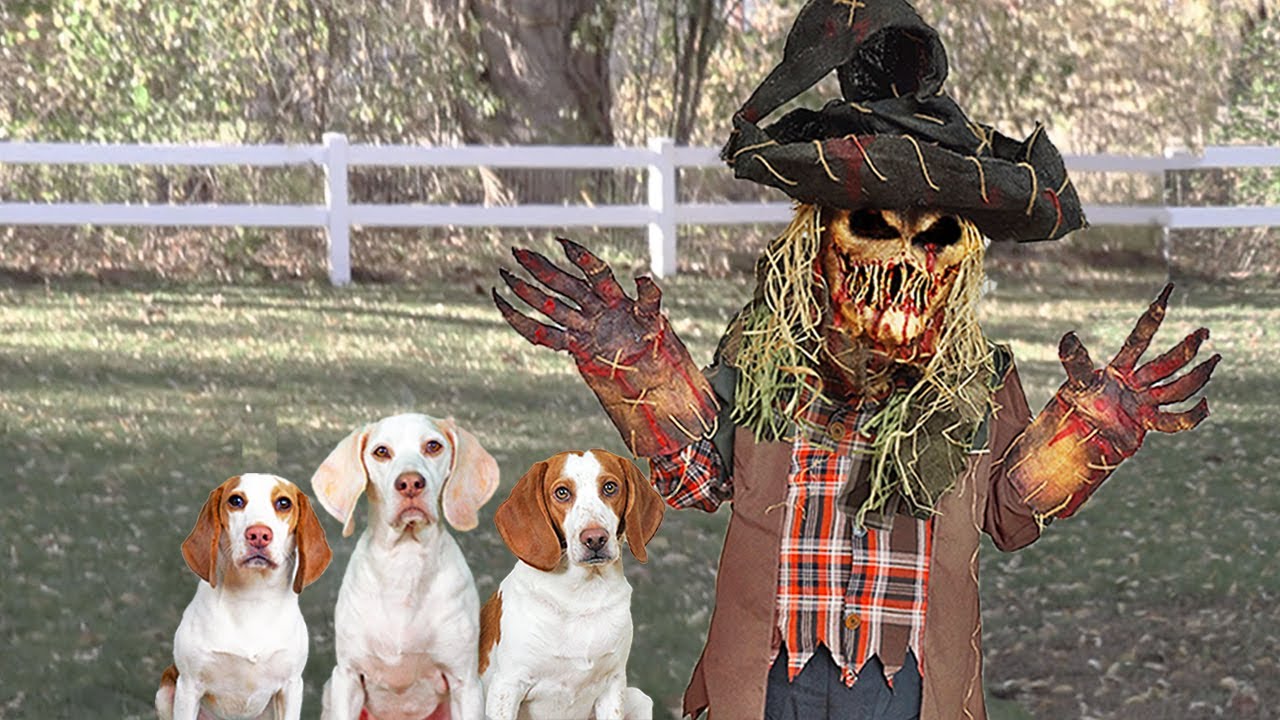 Dogs battle evil scarecrow in spooky prank adventure