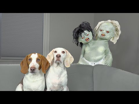 Dogs adopt zombie twins in spooky prank adventure