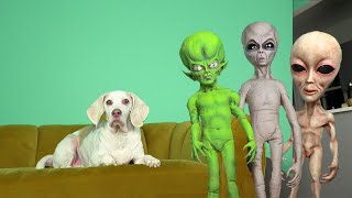 Dog unimpressed by alien prank compilation at home
