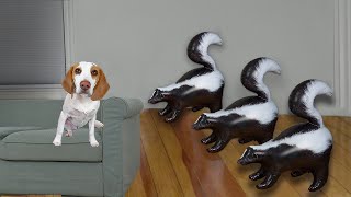 Puppy vs Skunk Invasion Prank! Cute Puppy Dog Indie Surprised by Skunks