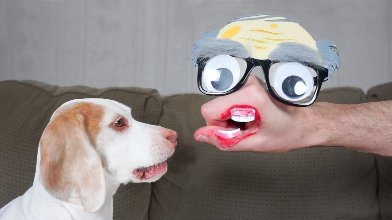 Dogs get startled by playful hand faces