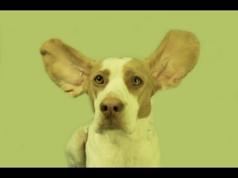 Beagle Bunny Dances to Dubstep Beat