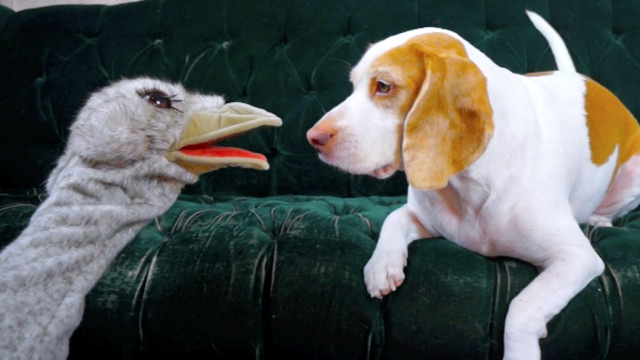 A curious dog faces off with an oversized ostrich puppet