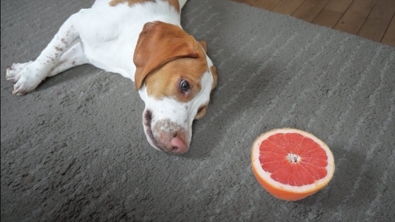 Dogs Try Grapefruit and Hilarious Reactions Follow